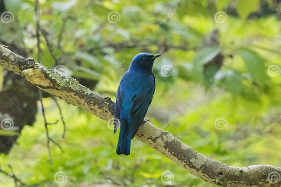 Blue Bird on a Branch of Tree Stock Image - Image of branch, green ...