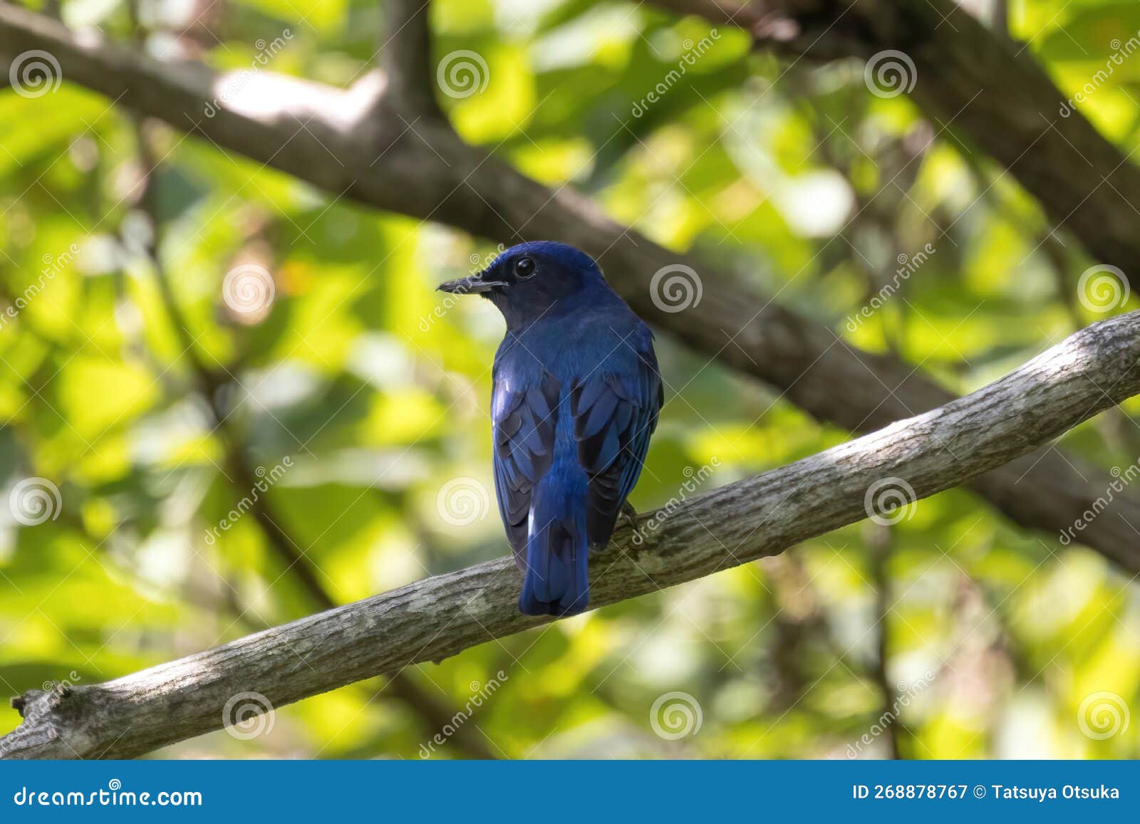 A Blue Bird on a Branch of Tree. Stock Image - Image of wildlife ...
