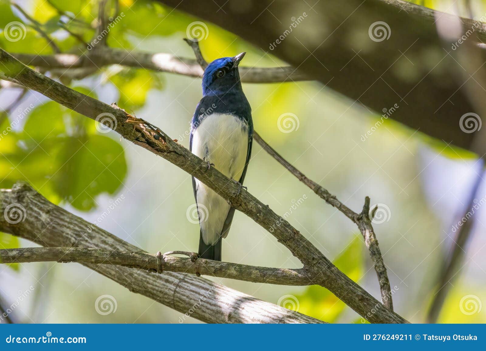 A Blue Bird on a Branch of Tree in a Forest Stock Image - Image of ...