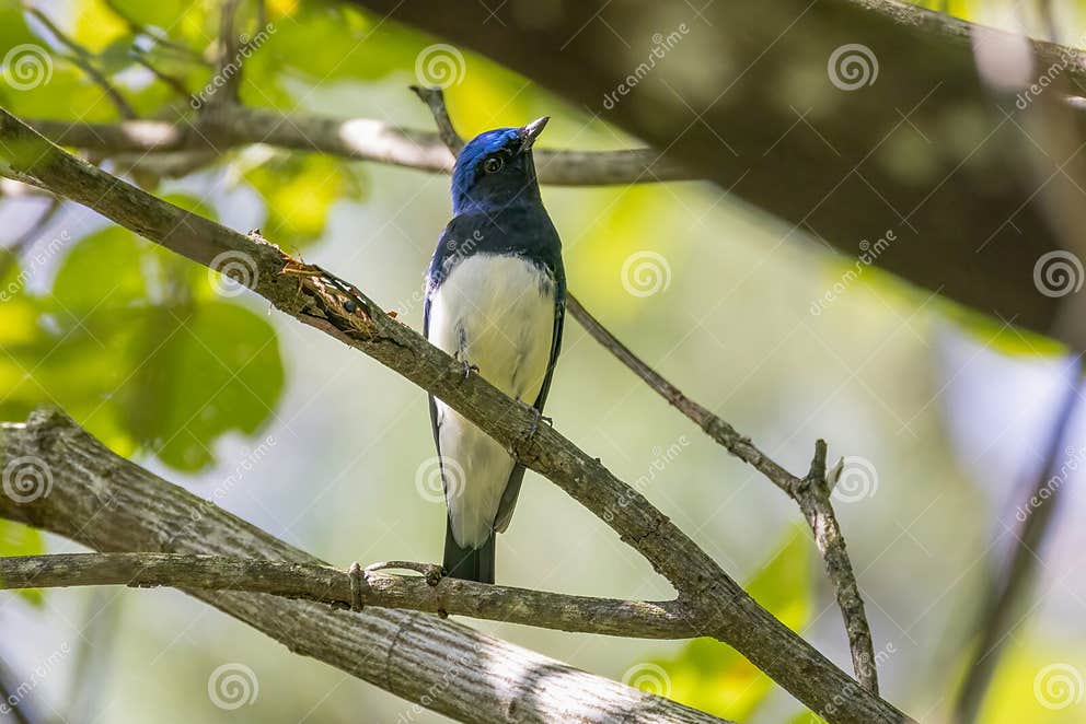 A Blue Bird on a Branch of Tree in a Forest Stock Image - Image of ...