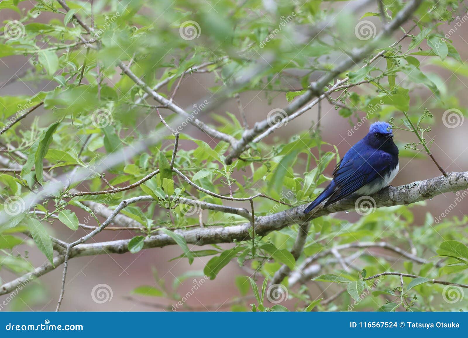 Blue Bird on a Branch of Tree Stock Photo - Image of blue, wild: 116567524