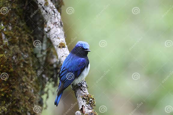 Blue Bird on a Branch of Tree Stock Photo - Image of wildlife, tree ...