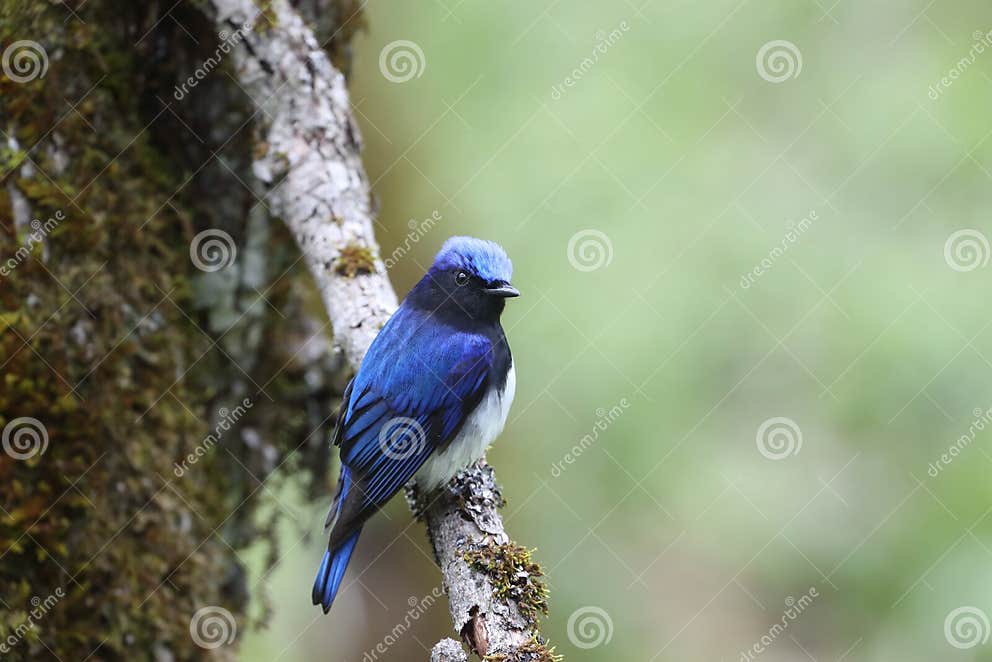 Blue Bird on a Branch of Tree Stock Photo - Image of wildlife, tree ...