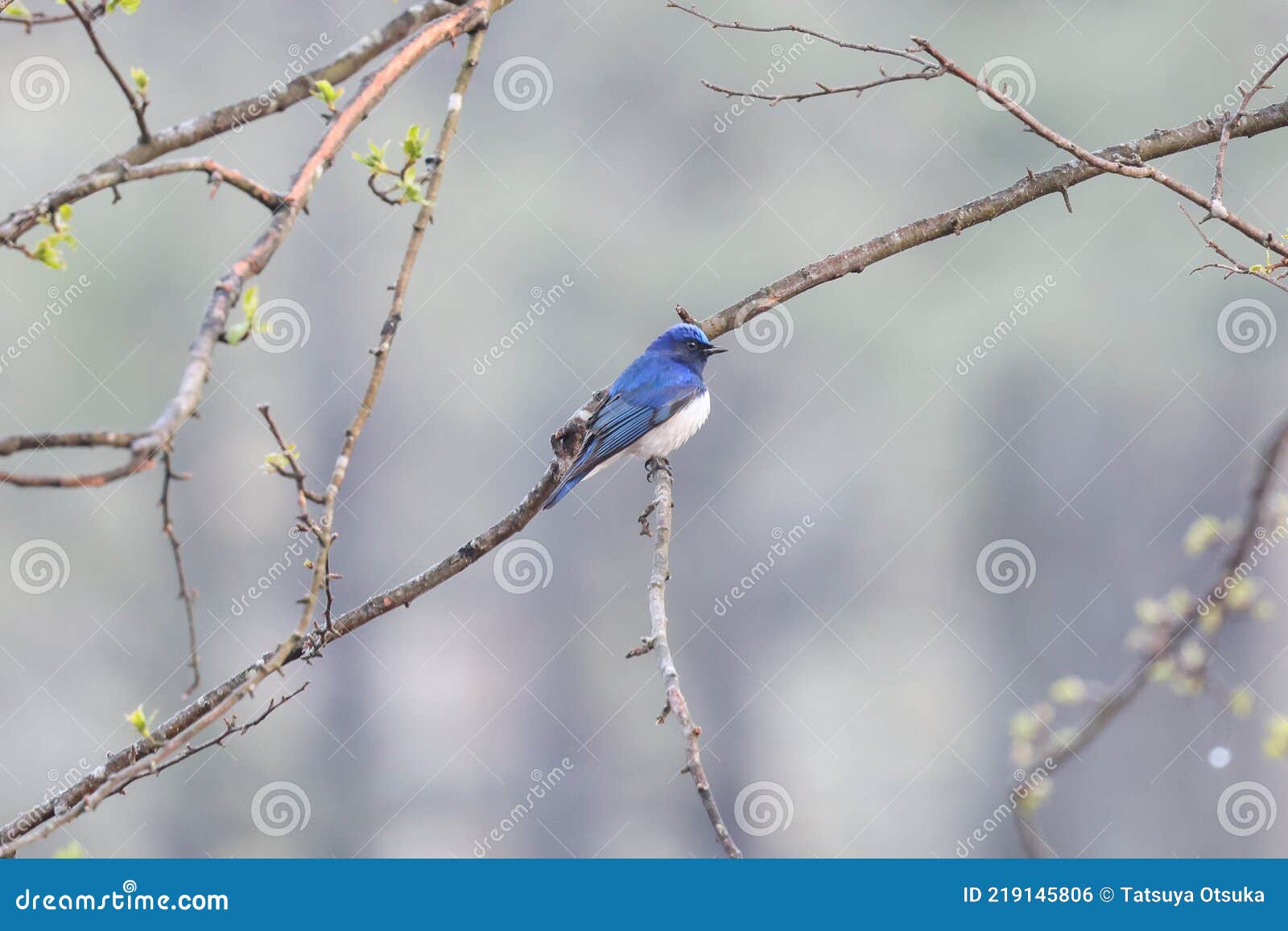 A Blue Bird on the Branch of Tree Stock Photo - Image of tree ...