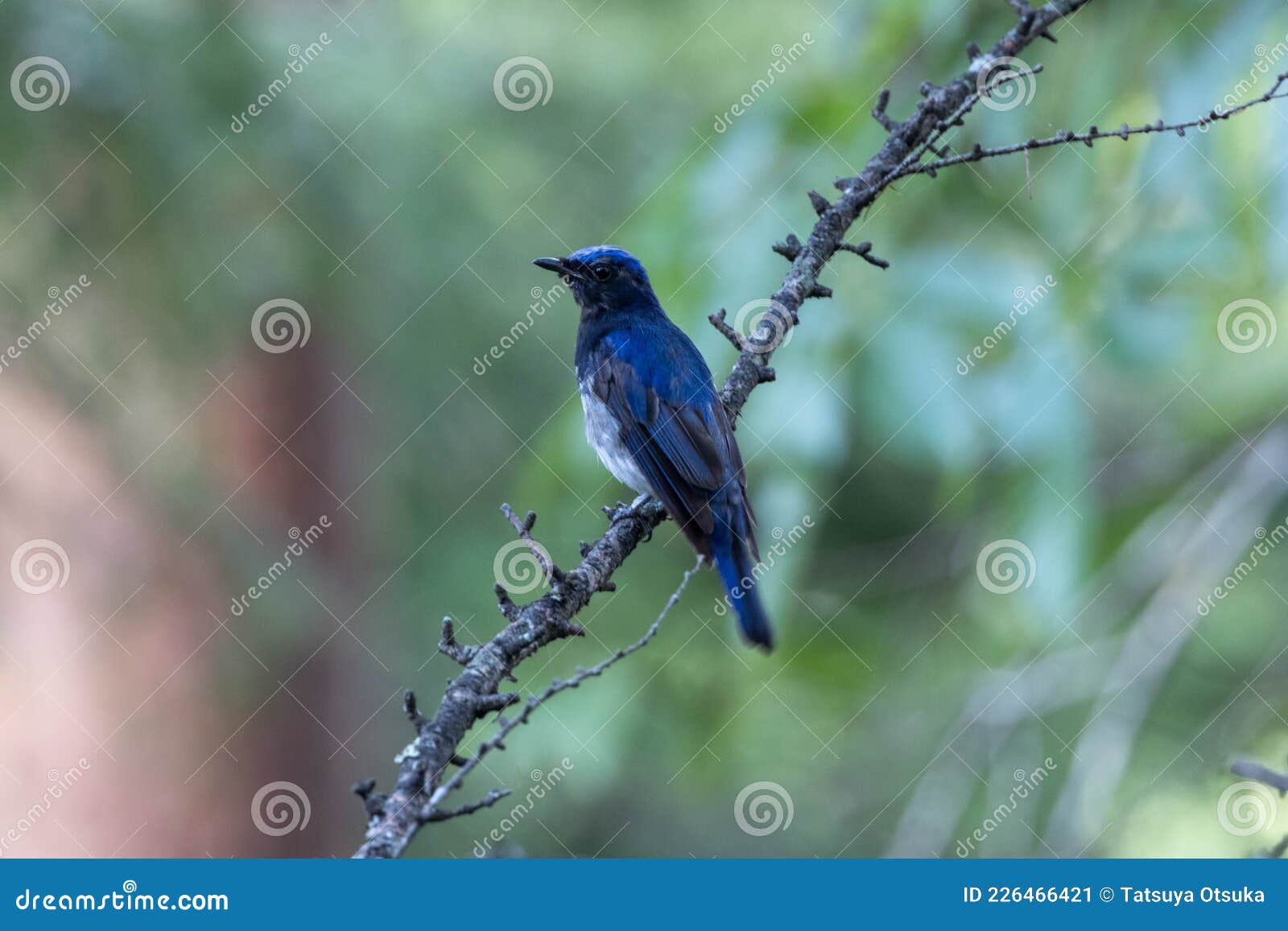 Blue Bird on the Branch of Tree Stock Image - Image of flycatcher, tree ...