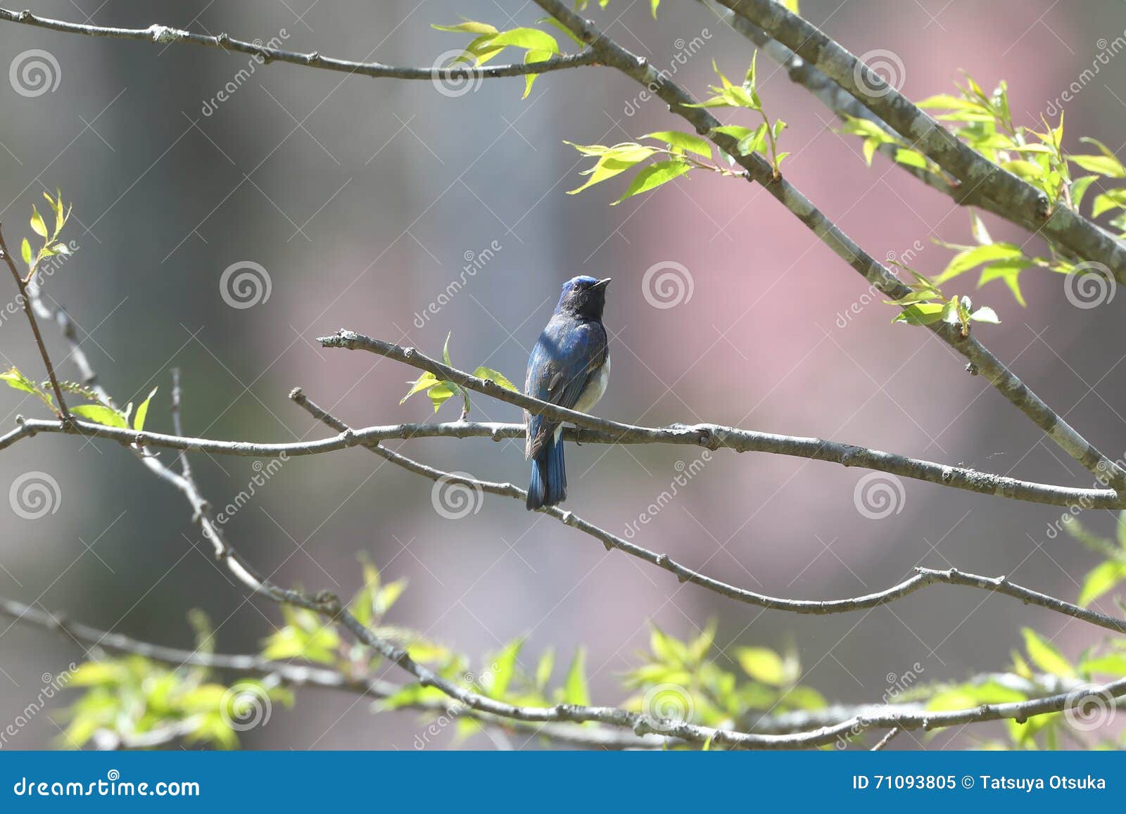Blue Bird on the Branch of Tree Stock Image - Image of bird, nature ...