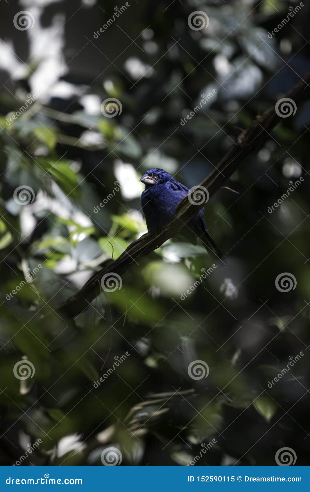 Blue bird chilling stock image. Image of avian, conservation - 152590115