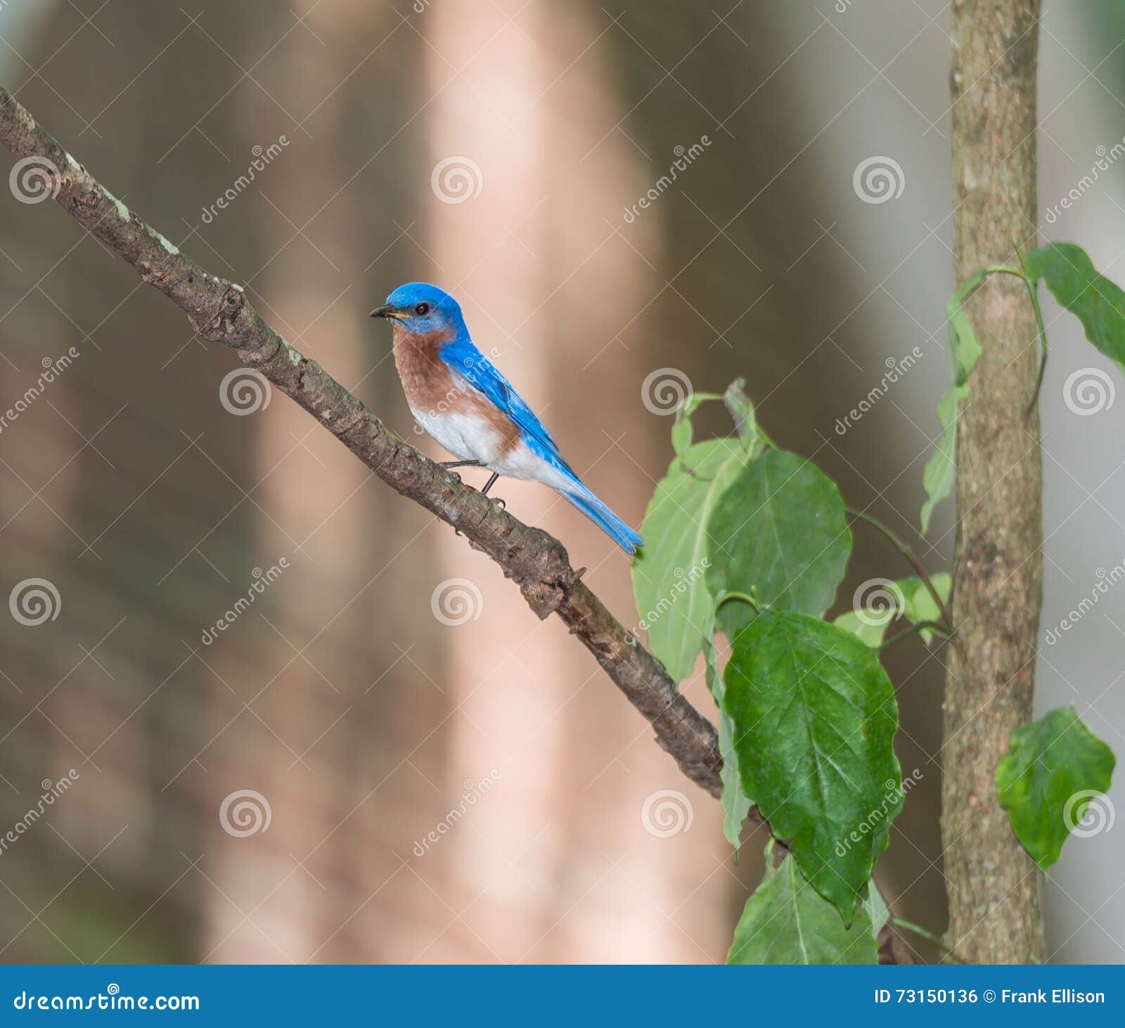 Blue Bird stock photo. Image of perched, branch, song - 73150136