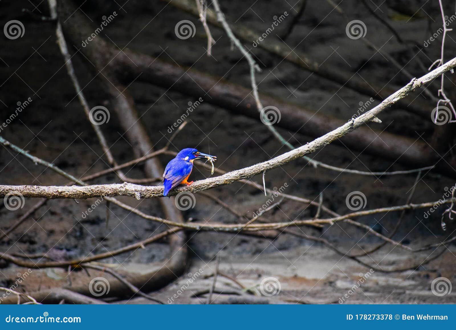 Blue Bird Eating Bug in Daintree Rainforest Stock Photo - Image of ...
