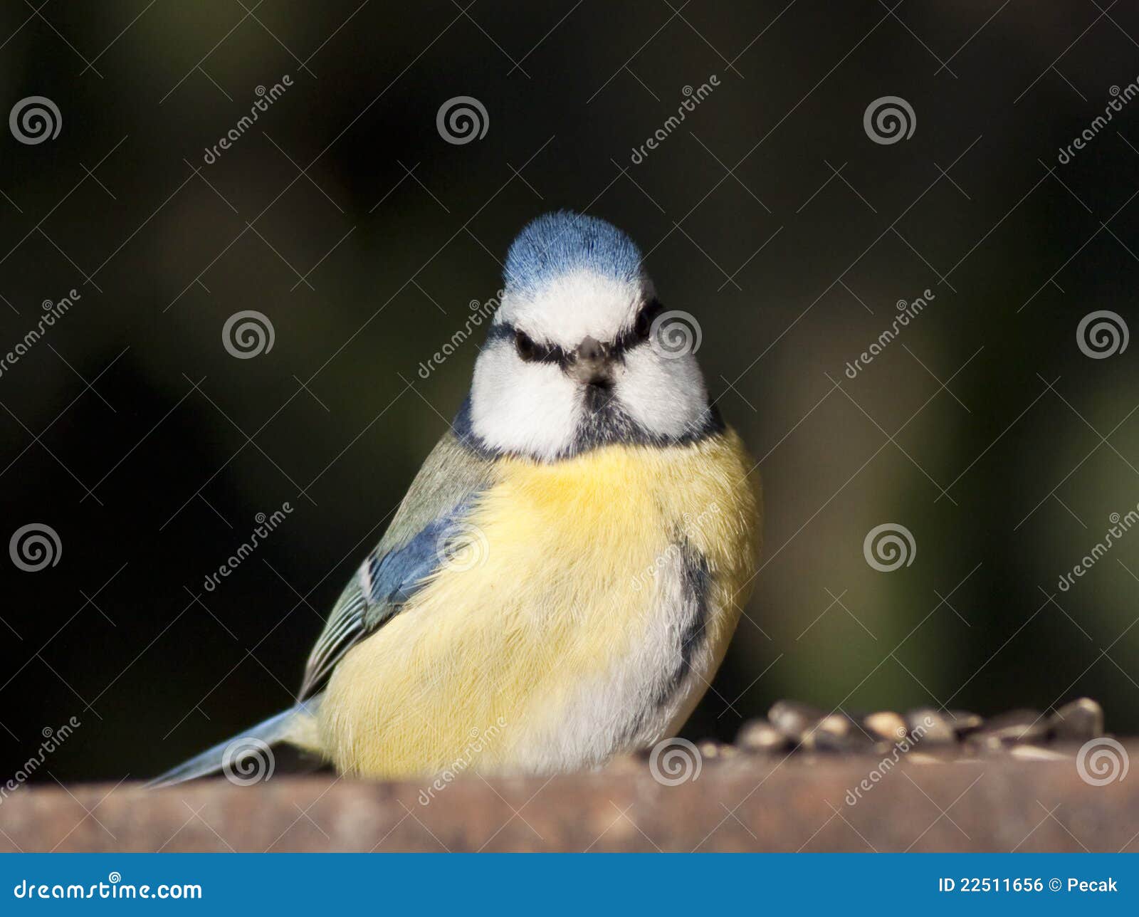 Blue bird face stock photo. Image of nature, life, sitting - 22511656