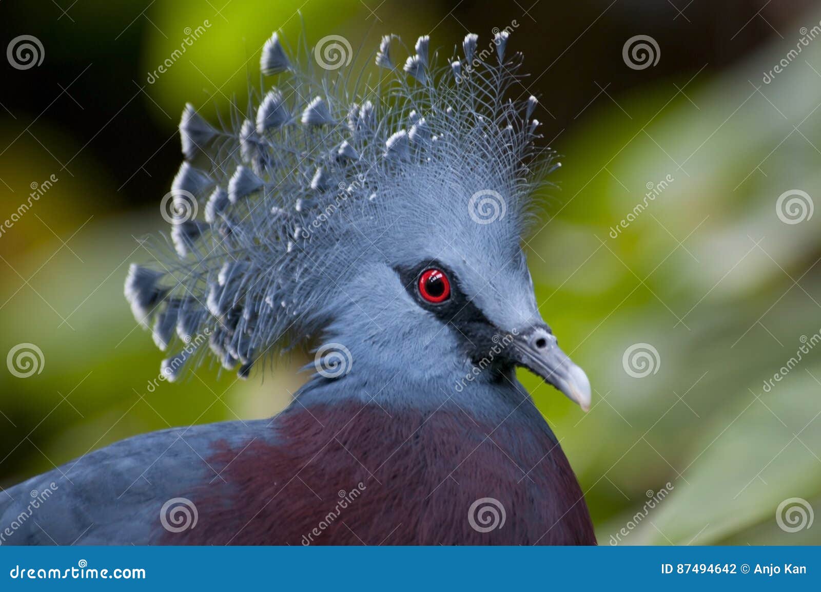 Blue Bird with Feather Head Stock Photo - Image of colorful, nature ...
