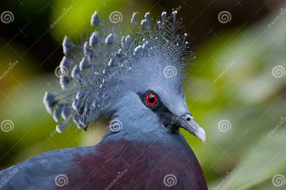 Blue Bird with Feather Head Stock Photo - Image of colorful, nature ...