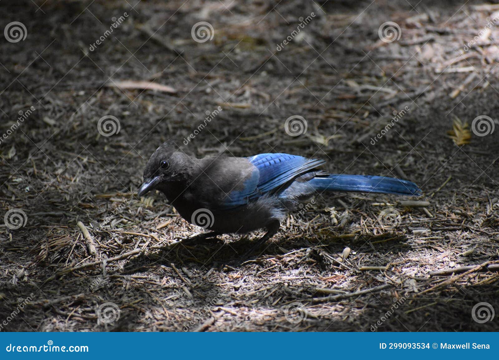 Blue bird on forest floor stock photo. Image of shorebird - 299093534