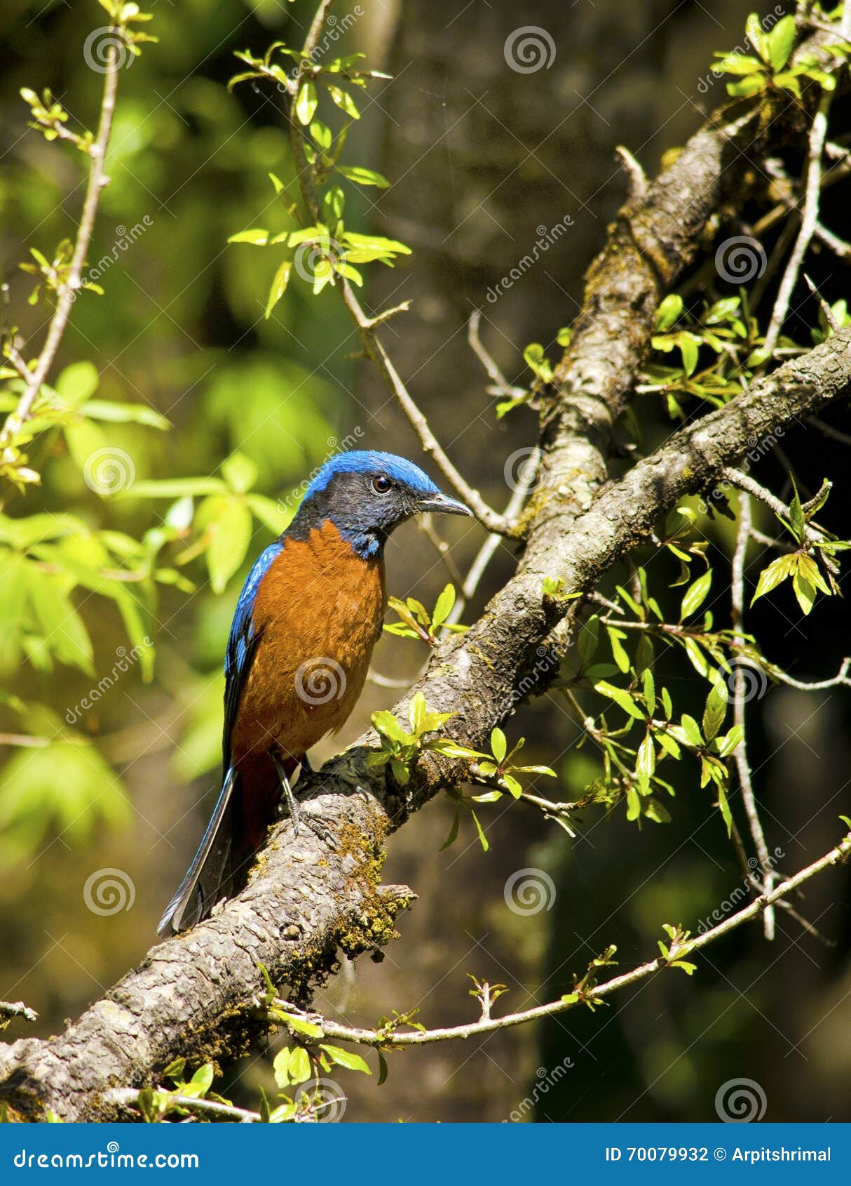 Blue Bird in Golden Light: Blue Capped Rock Thrush Stock Photo - Image ...