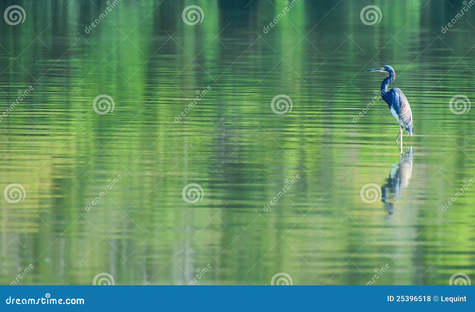 Blue bird green water stock photo. Image of quiet, serene - 25396518