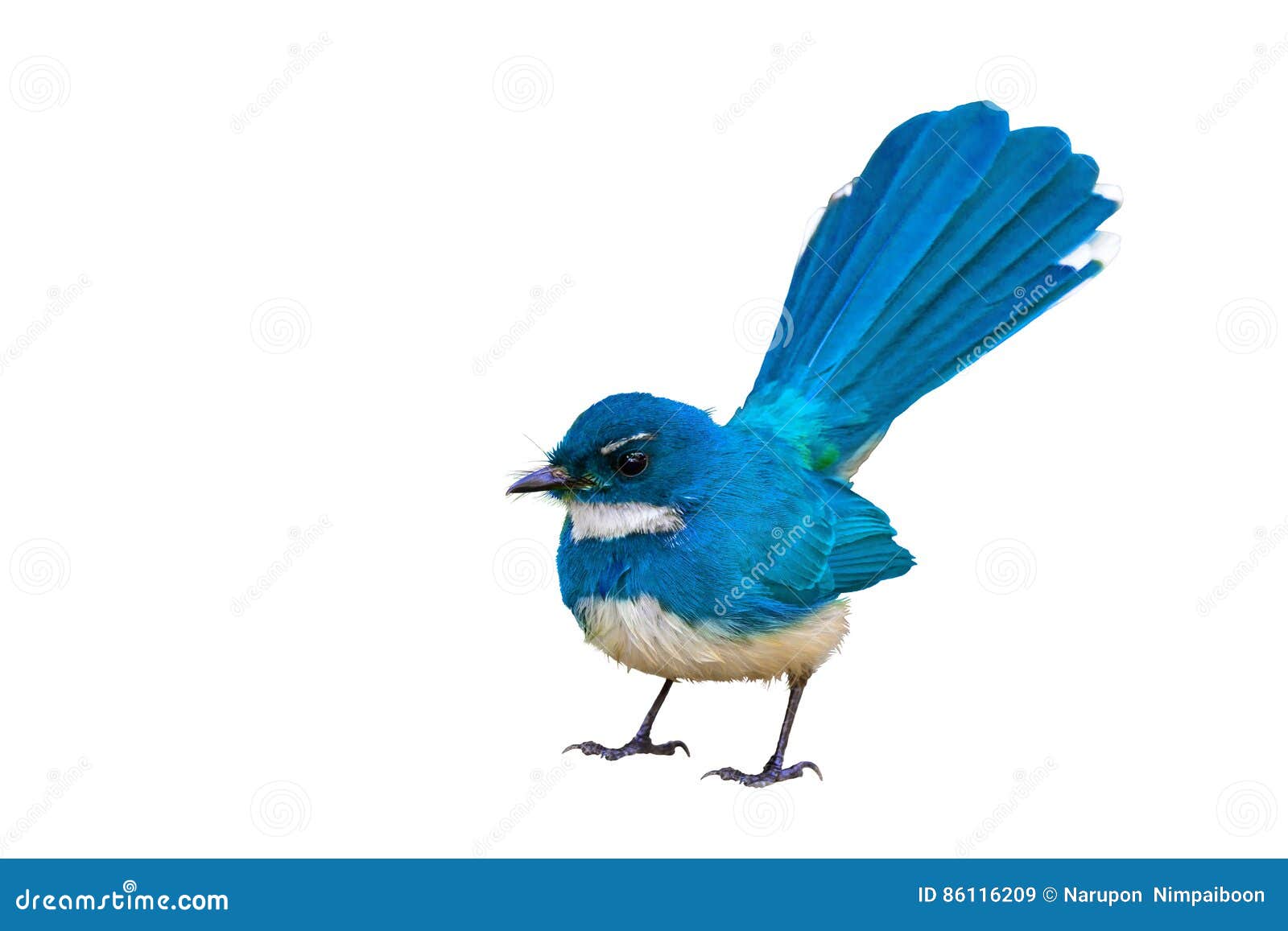 Jay Bird Isolated On A White Background Stock Photo | CartoonDealer.com ...