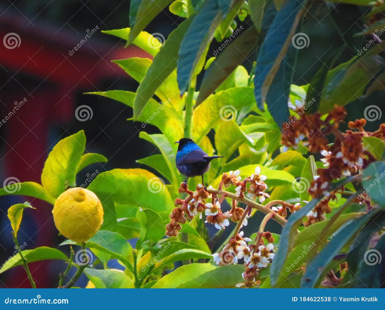 Blue bird on a lemon tree stock photo. Image of colors - 184622538