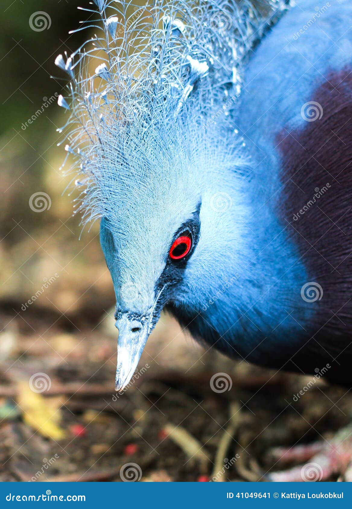 A Bird With A Long Beak And A Long Beak Is Standing In Front Of A White ...