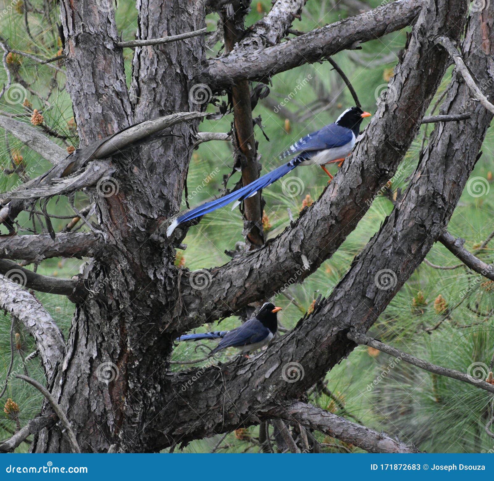 Blue Bird Long tail stock image. Image of power, arab - 171872683