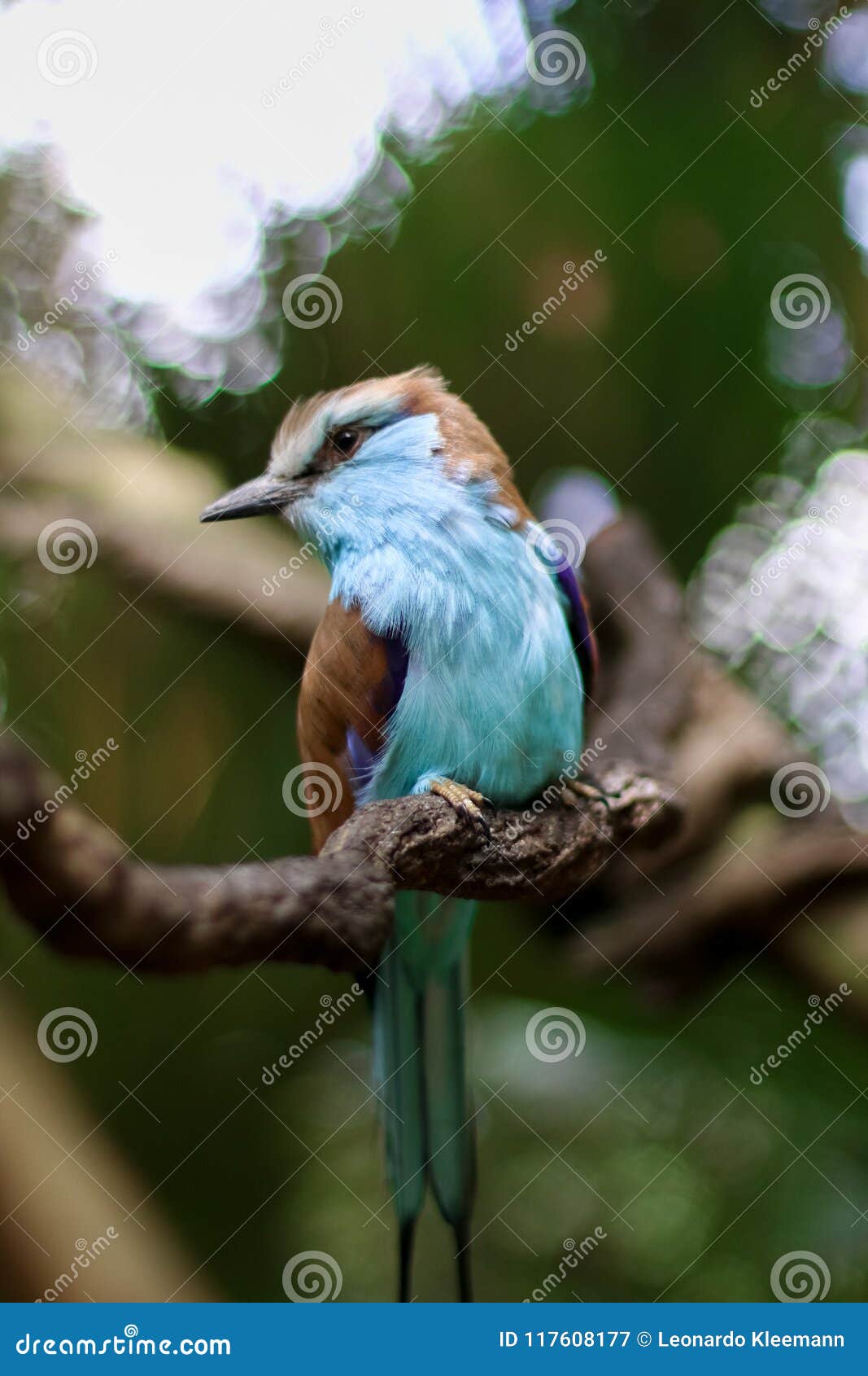 Blue bird looking beside stock image. Image of green - 117608177
