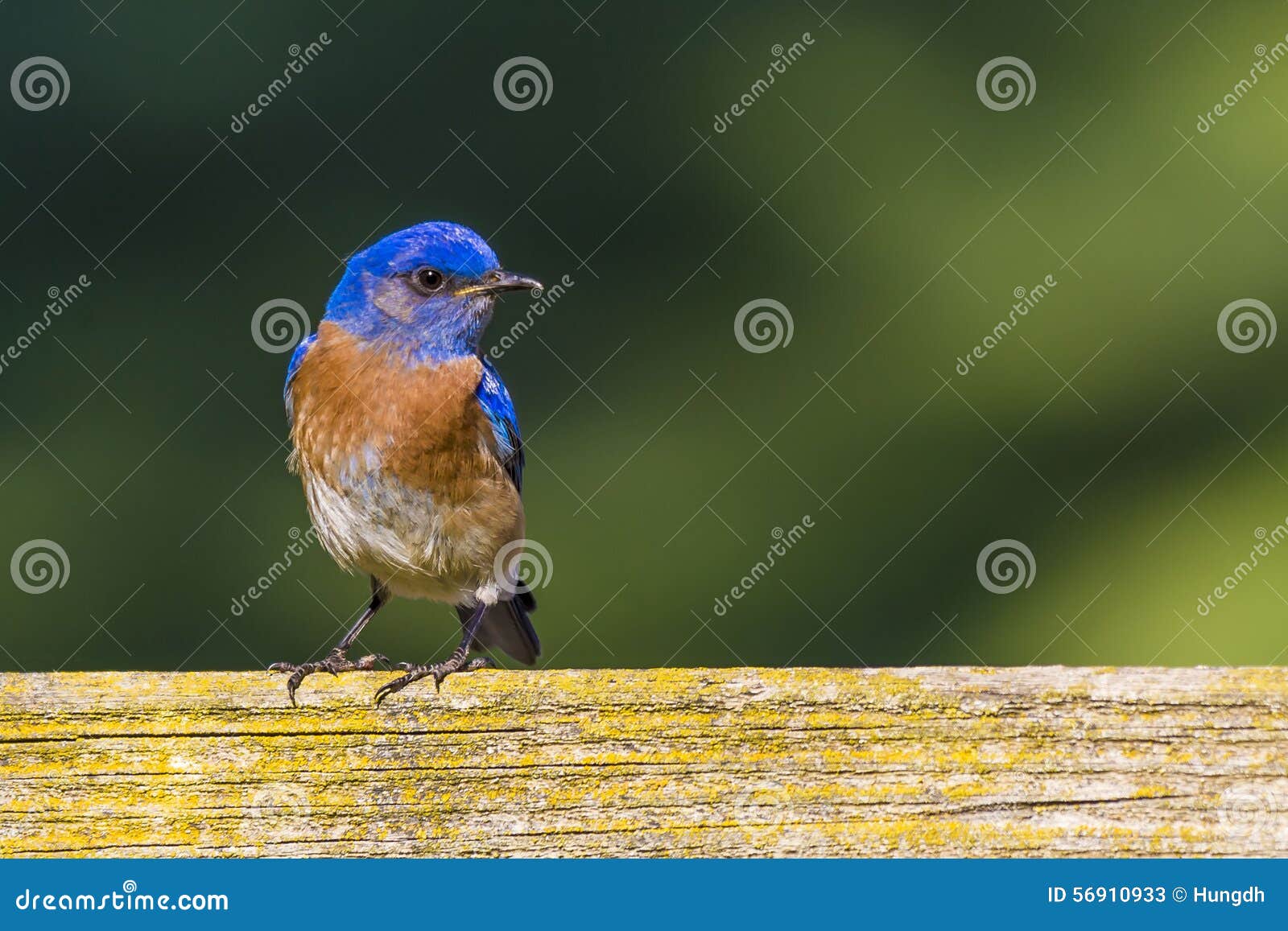 Blue bird stock image. Image of blue, bird, stand, fence - 56910933