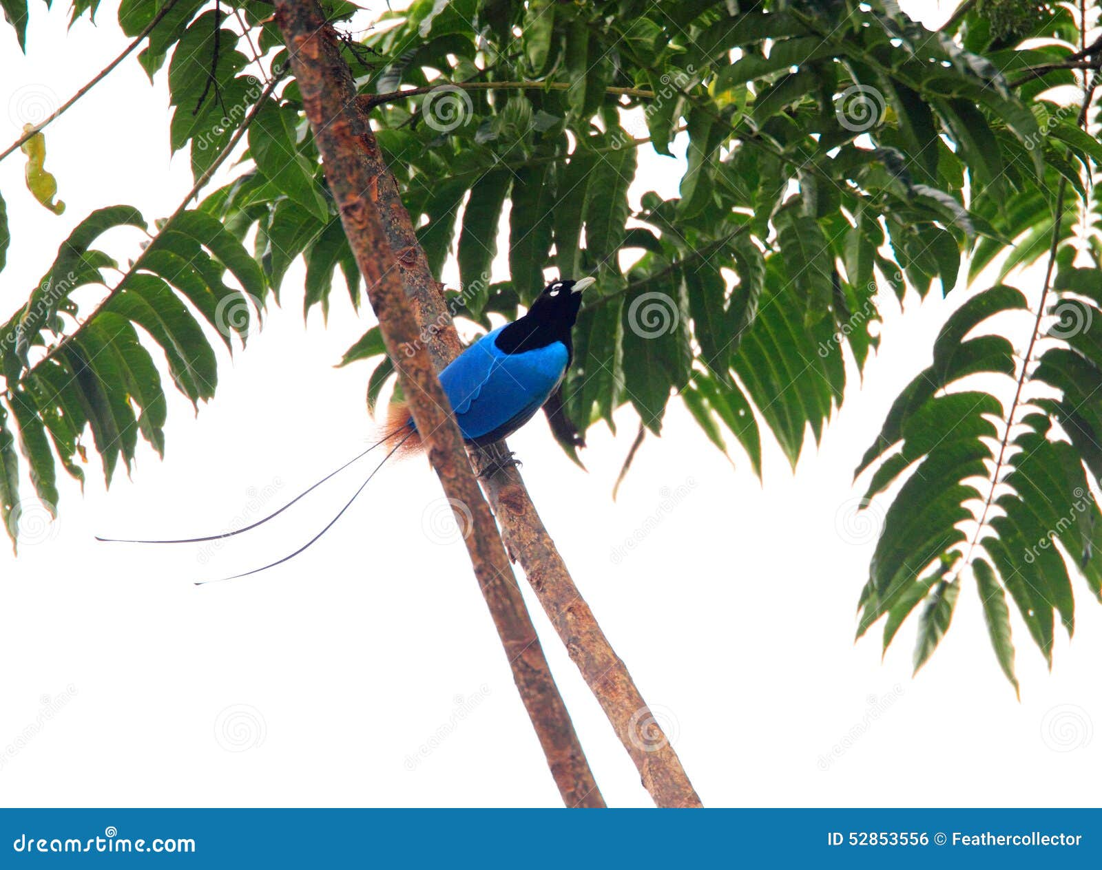 Paradisaea Rudolphi Stock Photos - Free & Royalty-Free Stock Photos ...