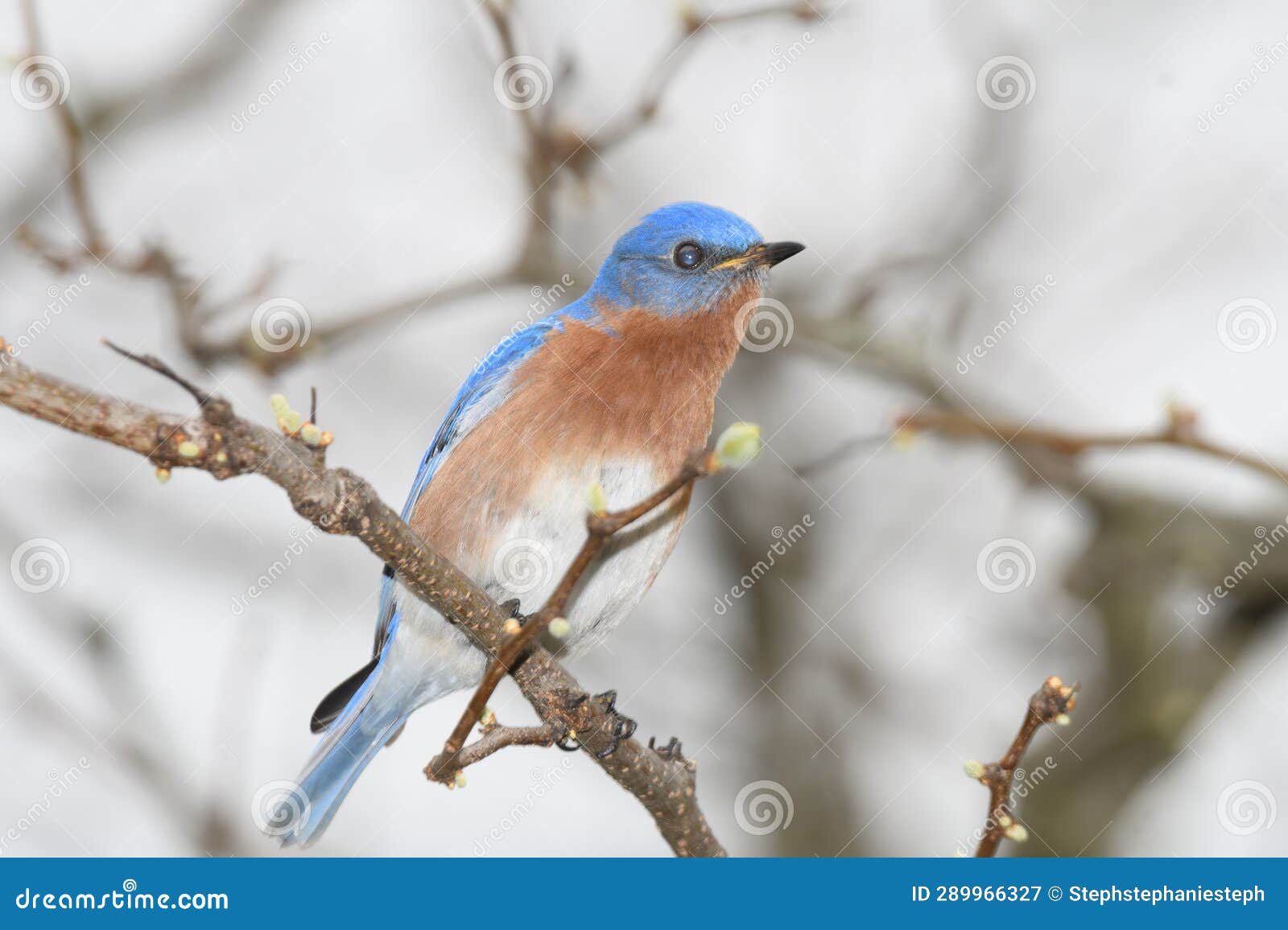 Raiiny Stock Photos - Free & Royalty-Free Stock Photos from Dreamstime