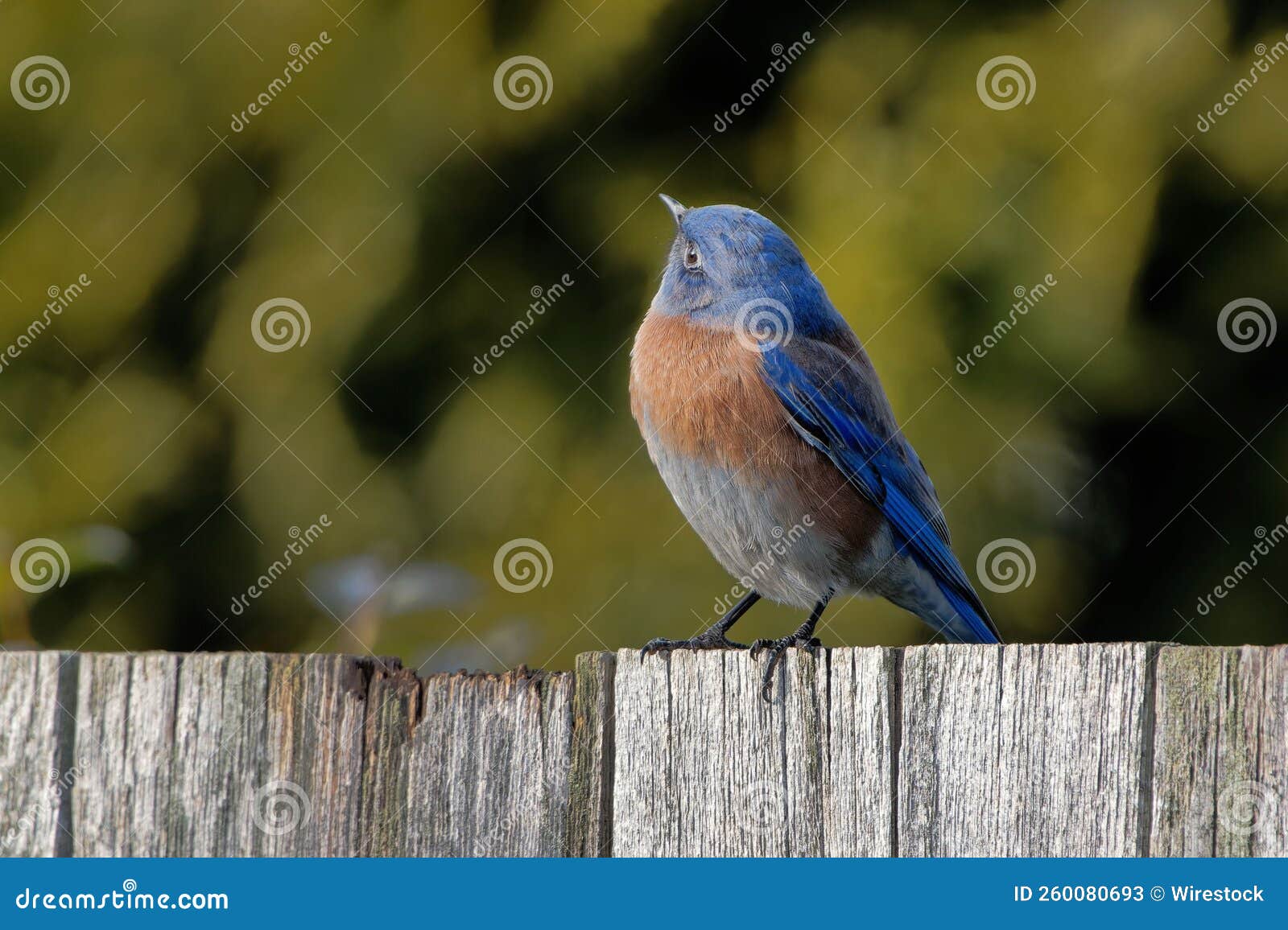 Blue Bird Perched on a Wood Stock Image - Image of nature, beautiful ...