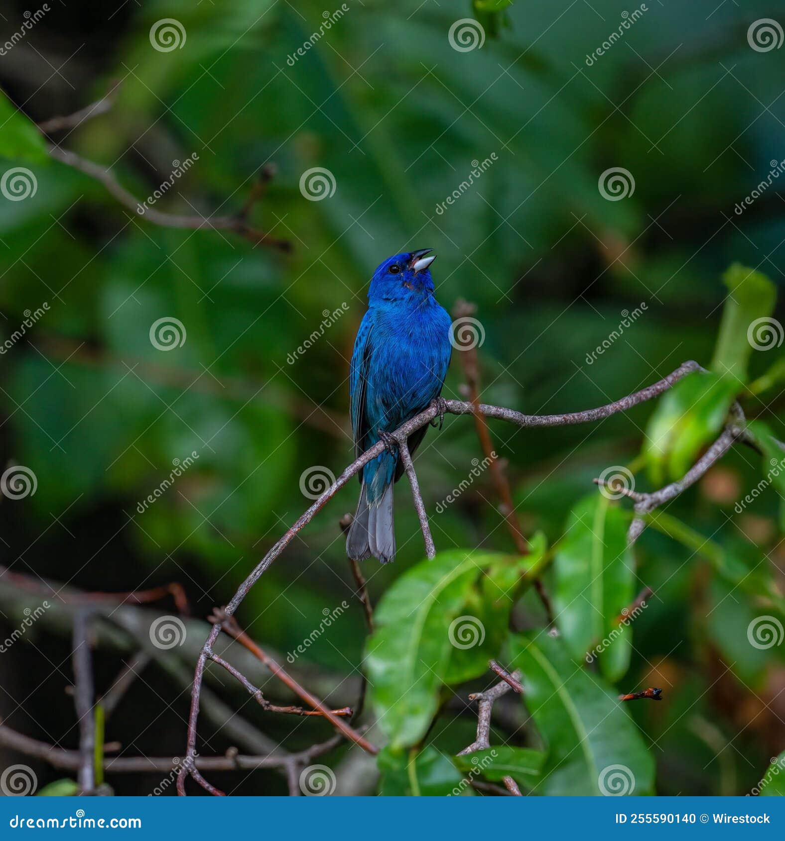 Blue Bird Perching on a Tree Branch Stock Photo - Image of natural ...