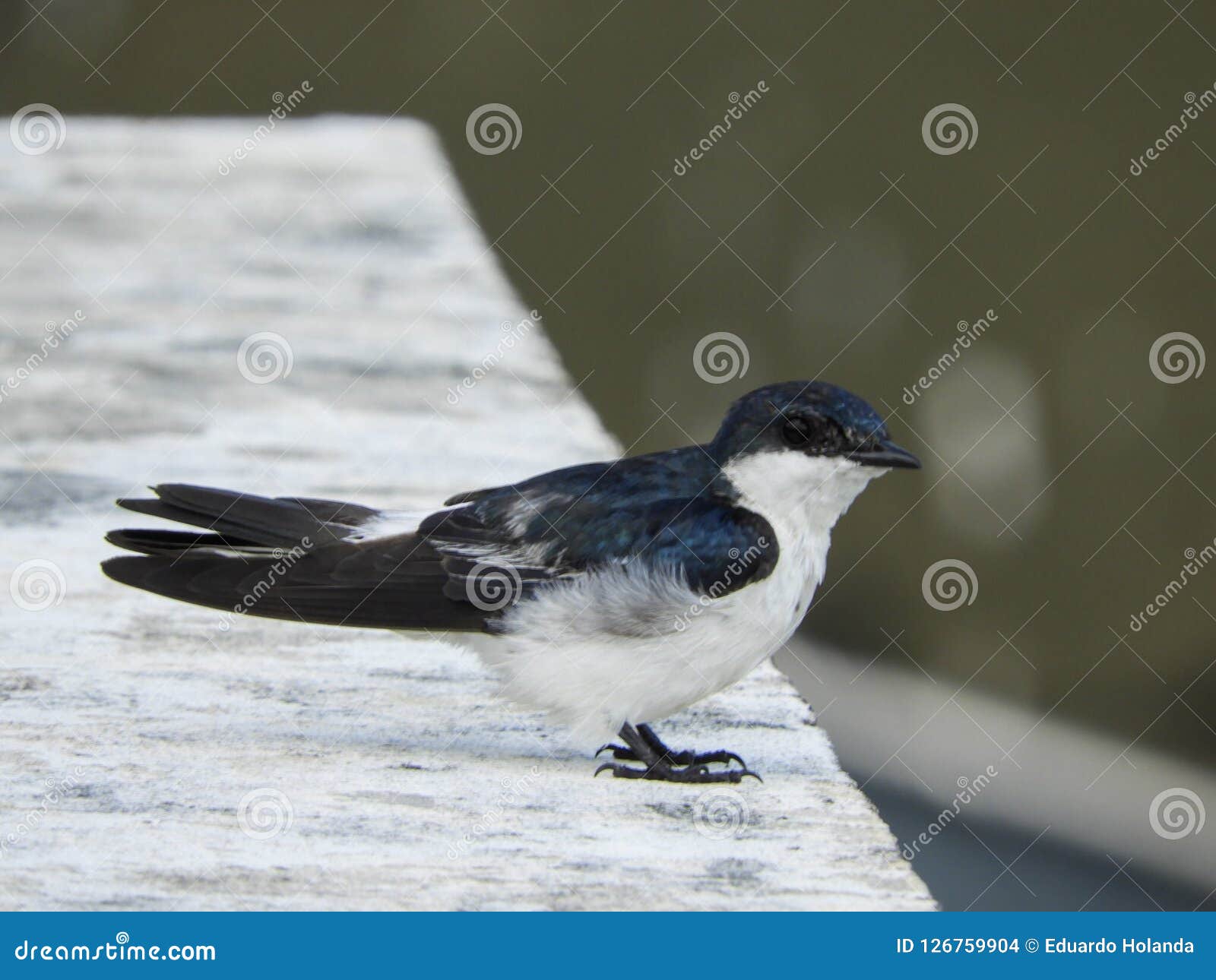 Brazilian bird stock photo. Image of blue, bluebird - 126759904