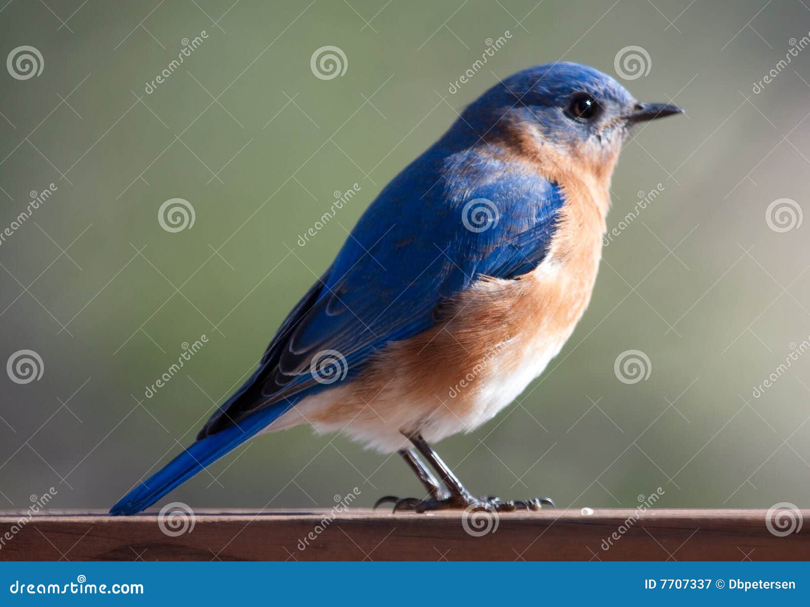Blue Bird Profile stock image. Image of blue, profile - 7707337