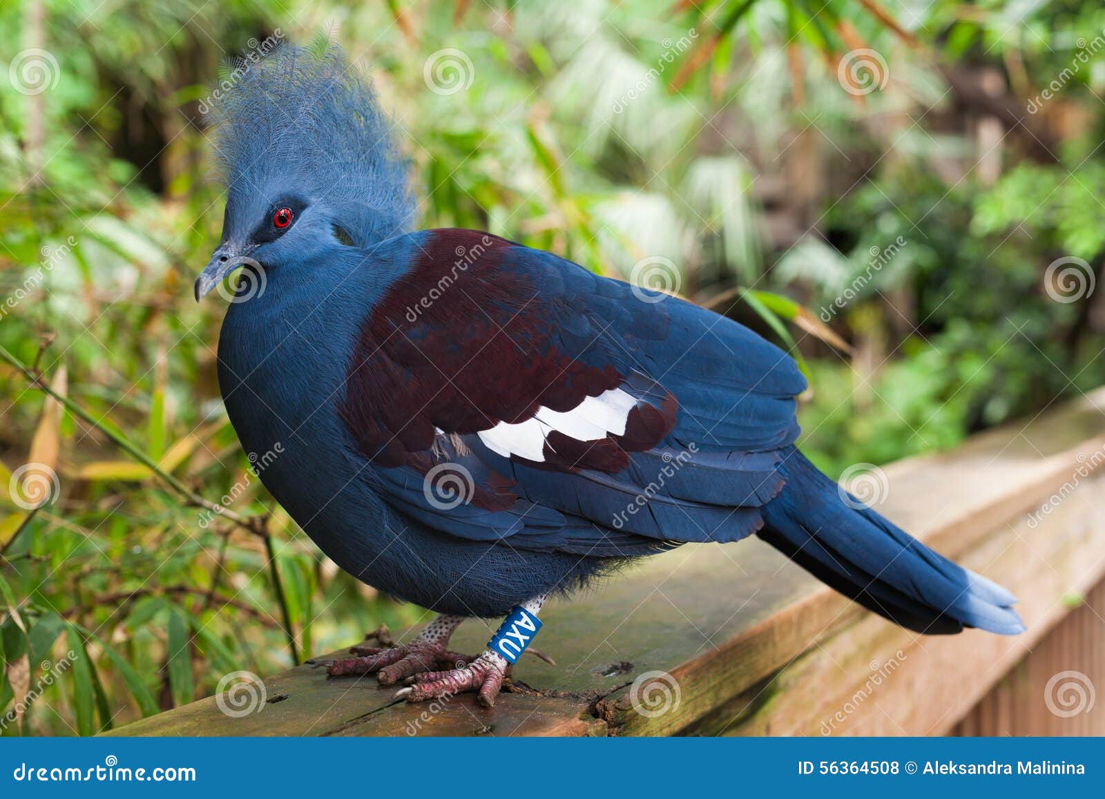 Blue bird stock photo. Image of animal, pretty, nature - 56364508