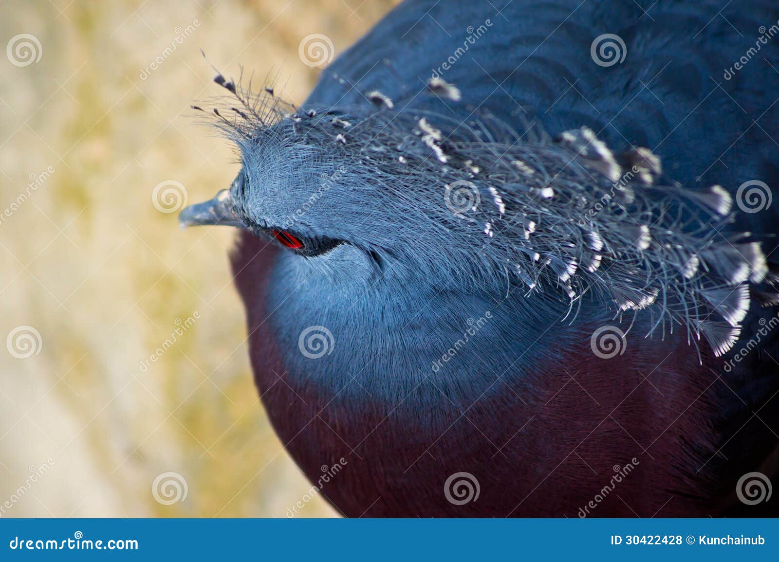 Blue bird stock photo. Image of panama, animal, mexico - 30422428