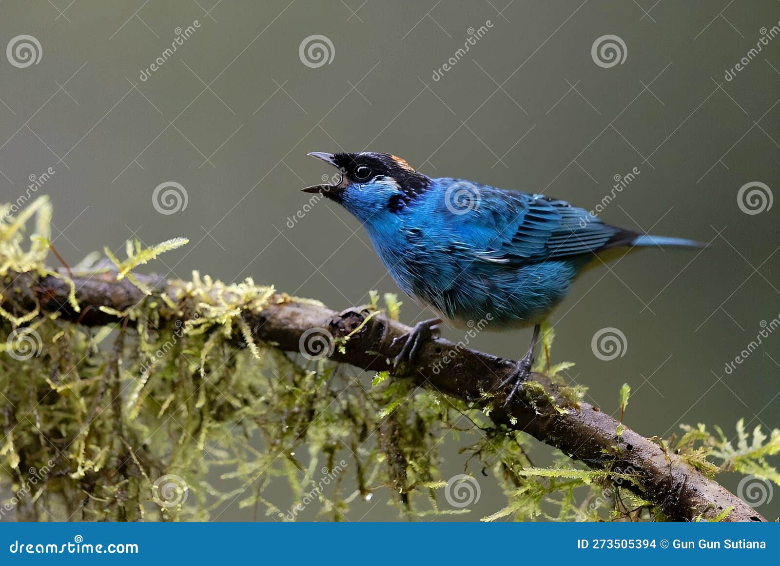 Blue Bird Singing in the Forest Stock Photo - Image of finch, flower ...