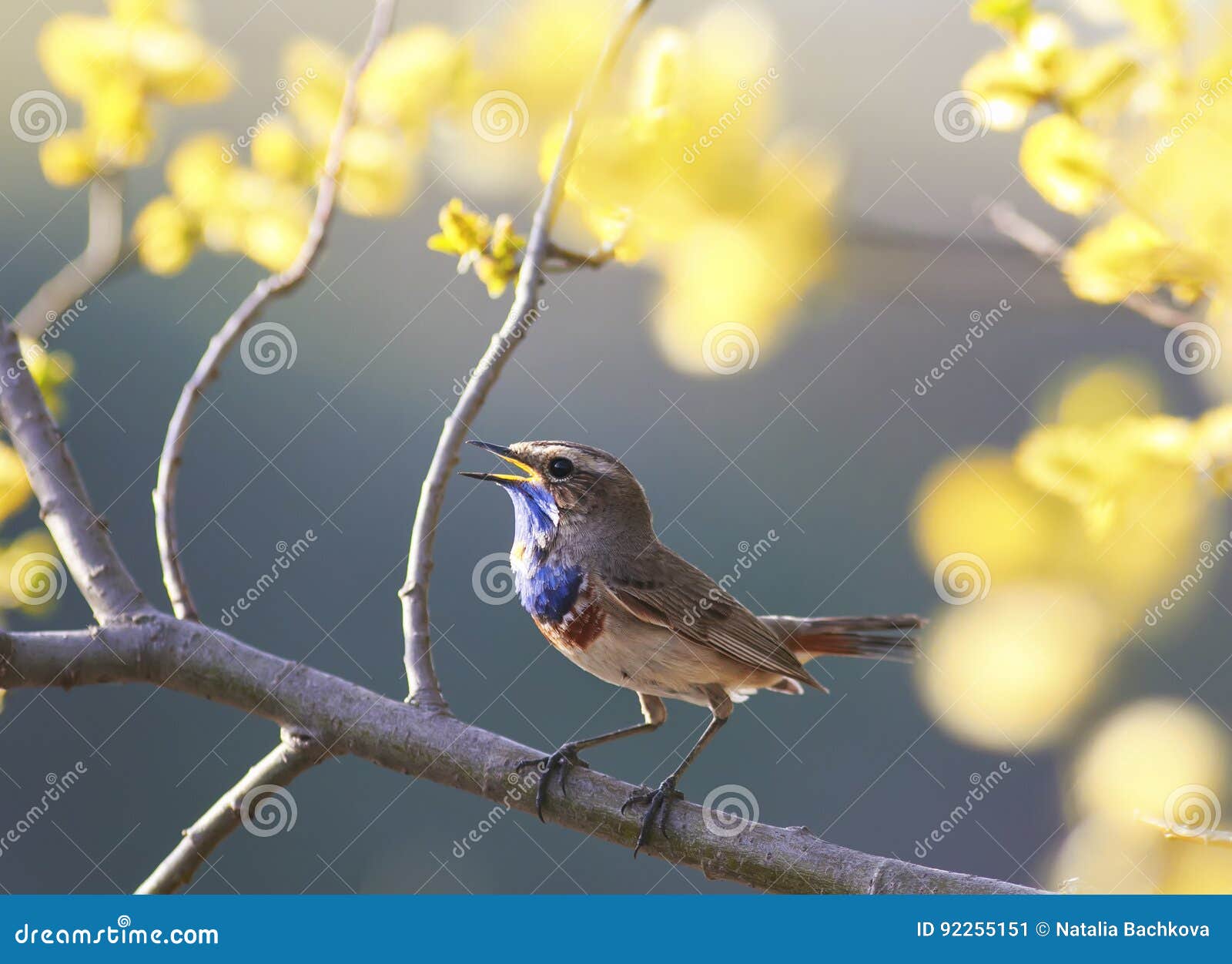 Blue Bird Sings in the Spring Garden on a Blossoming Tree Branc Stock ...