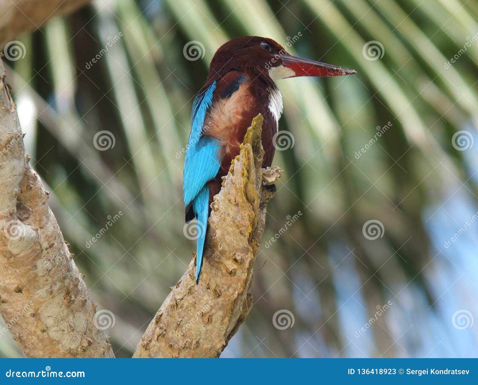 Blue bird on palm tree stock image. Image of tree, animals - 136418923