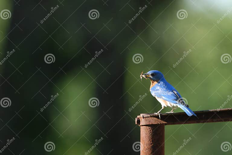Blue Bird Snack stock photo. Image of wildlife, bird, nature - 7786952