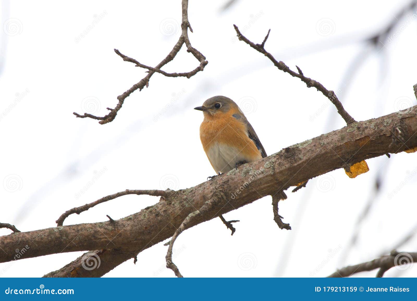 Blue Bird at Springtime in a Tree Stock Image - Image of blue, tree ...