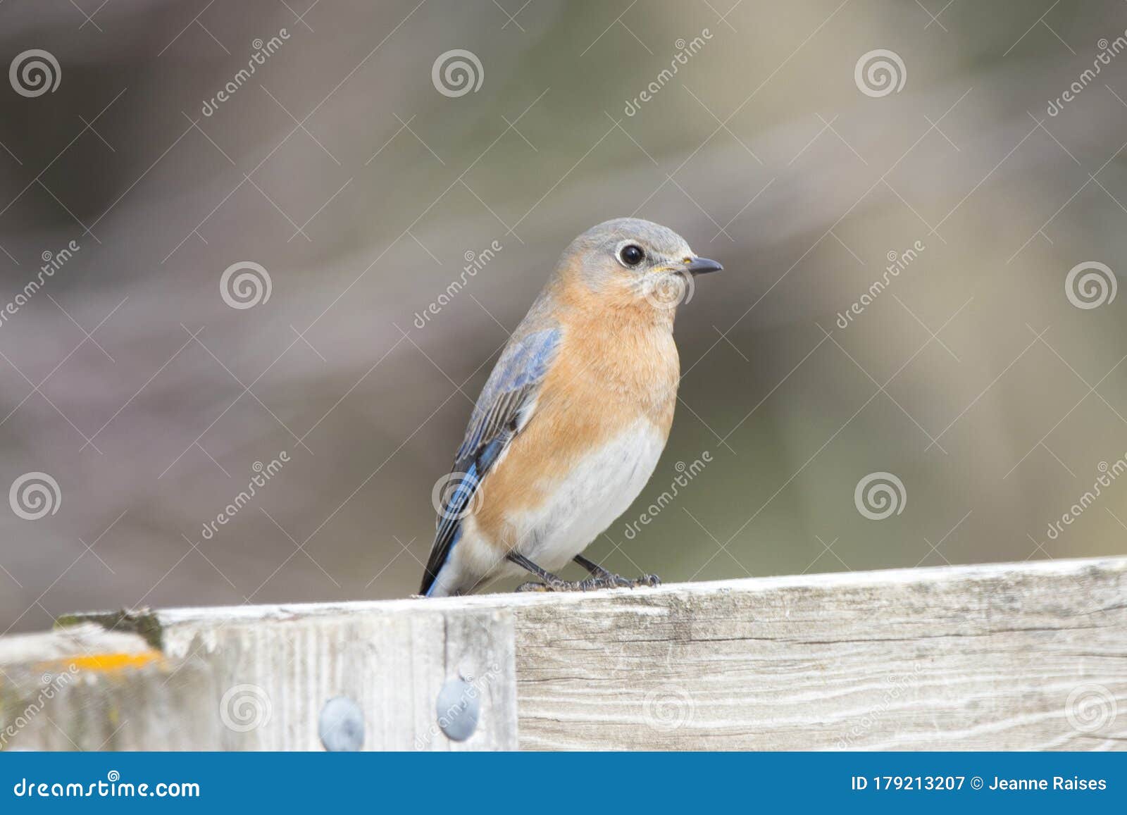 Blue Bird at Springtime in a Tree Stock Image - Image of blue, bird ...