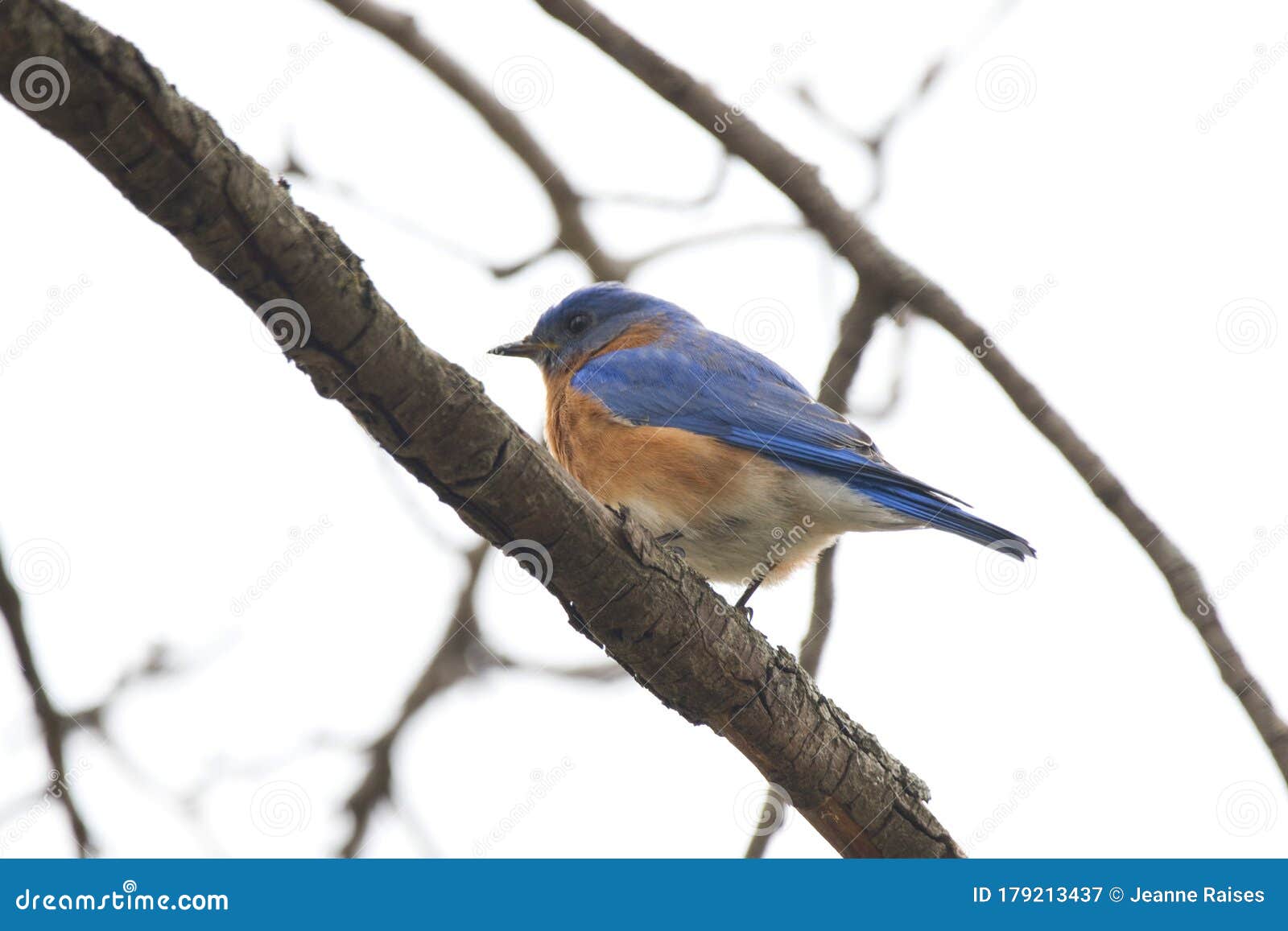 Blue Bird at Springtime in a Tree Stock Image - Image of springtime ...