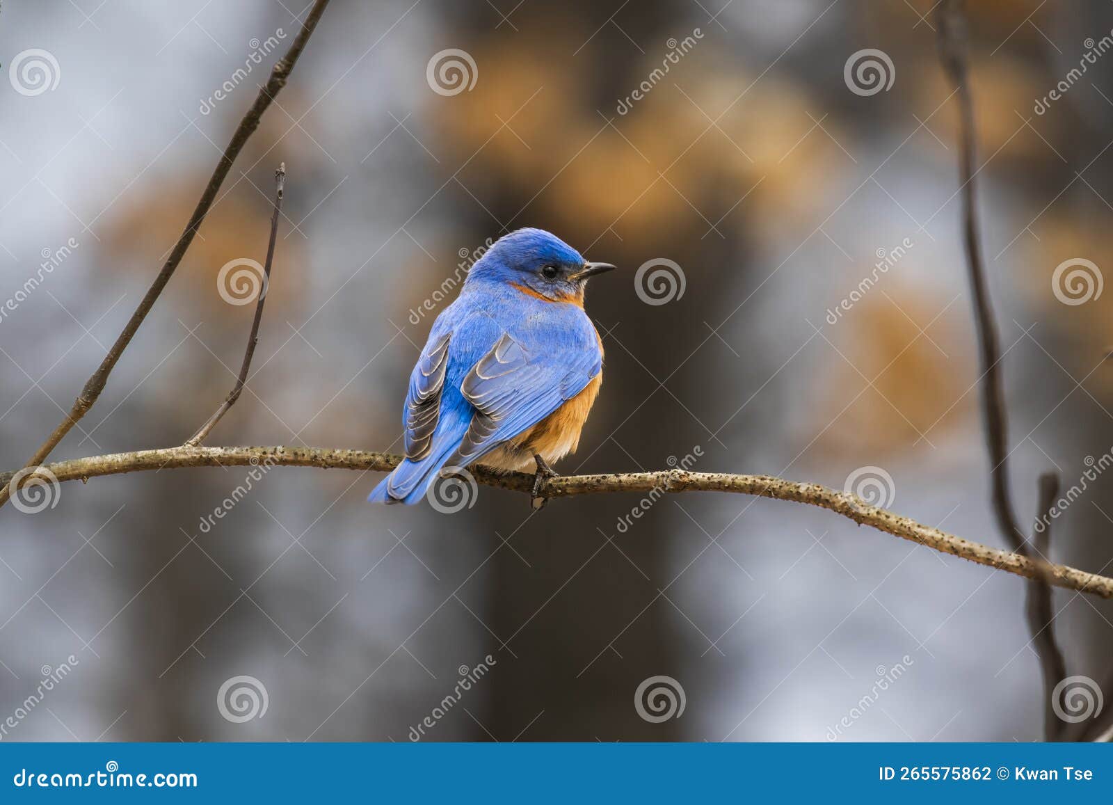Blue Bird Standing on a Branch in Autumn Stock Photo - Image of bird ...
