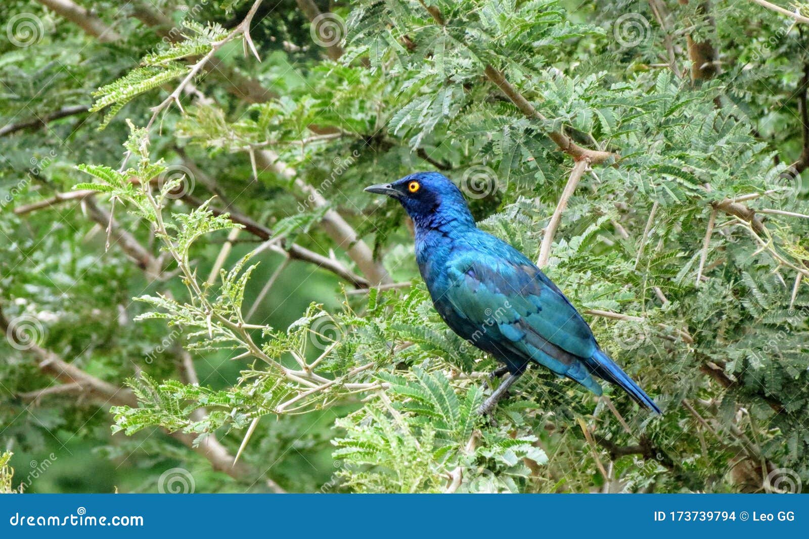 A Blue Bird on a Tree in Africa Stock Photo - Image of africa, safari ...