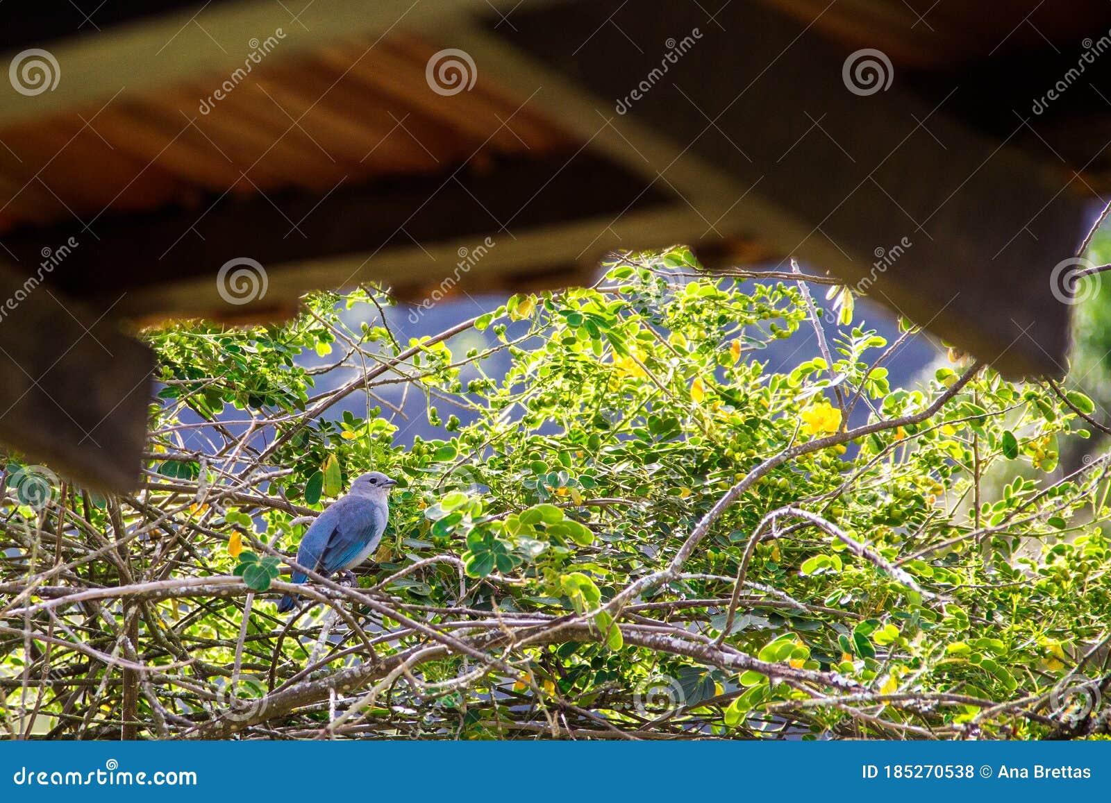 Blue bird in the tree stock photo. Image of green, flower - 185270538
