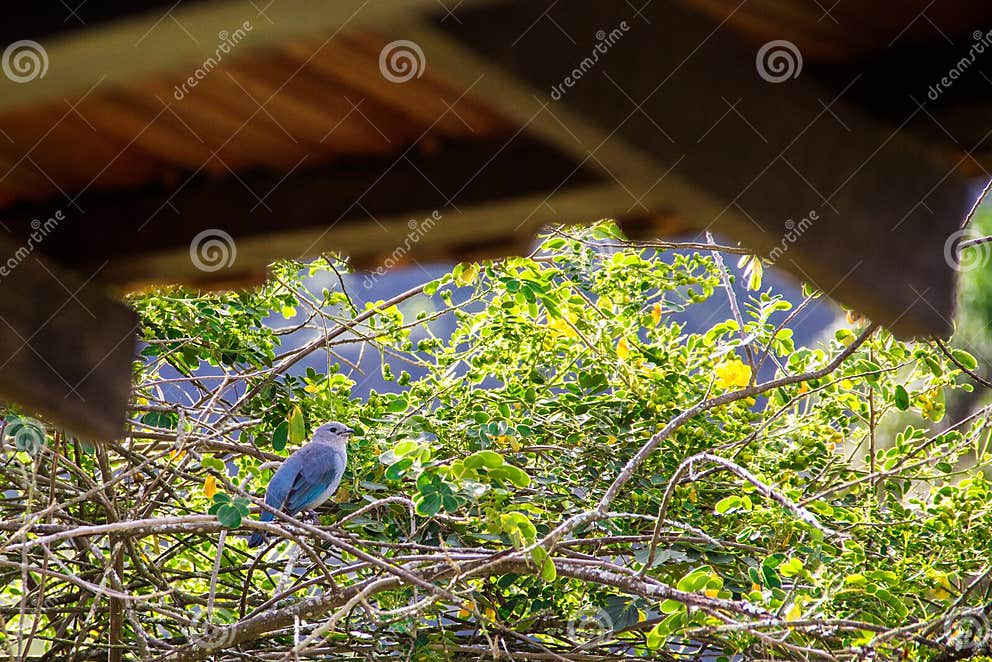 Blue bird in the tree stock photo. Image of green, flower - 185270538