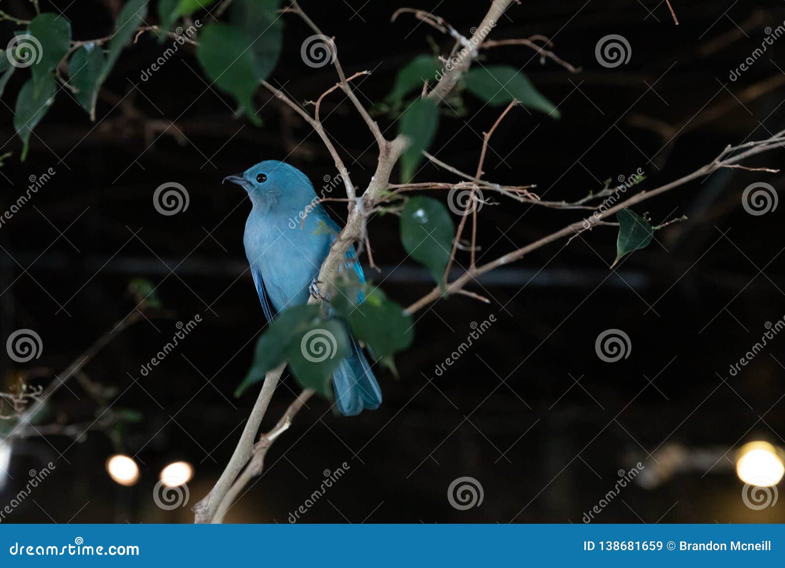 Blue bird in tree stock image. Image of avian, fauna - 138681659