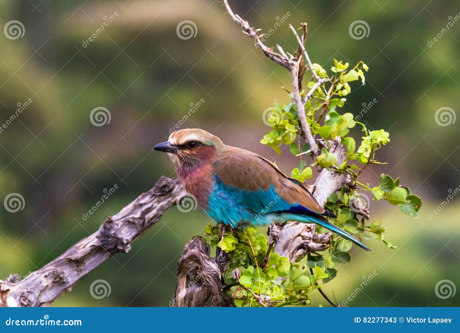 A Blue Bird on a Tree Stump. Stock Image - Image of colored, greens ...