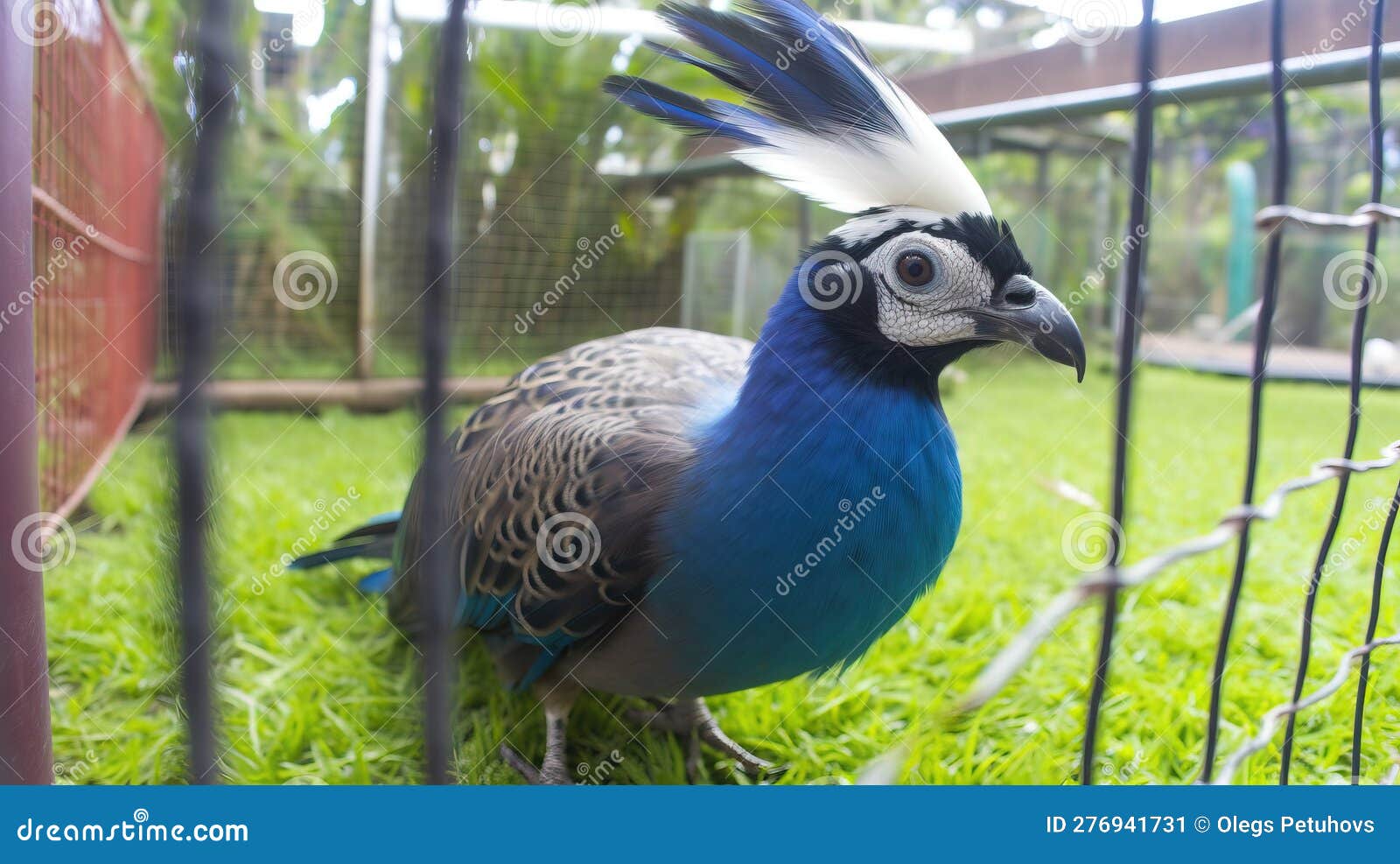 A Blue Bird with a White Head and Tail Standing Next To a Cage Stock ...