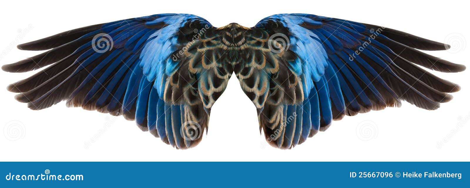 Blue Bird Wings Isolated stock photo. Image of flight - 25667096