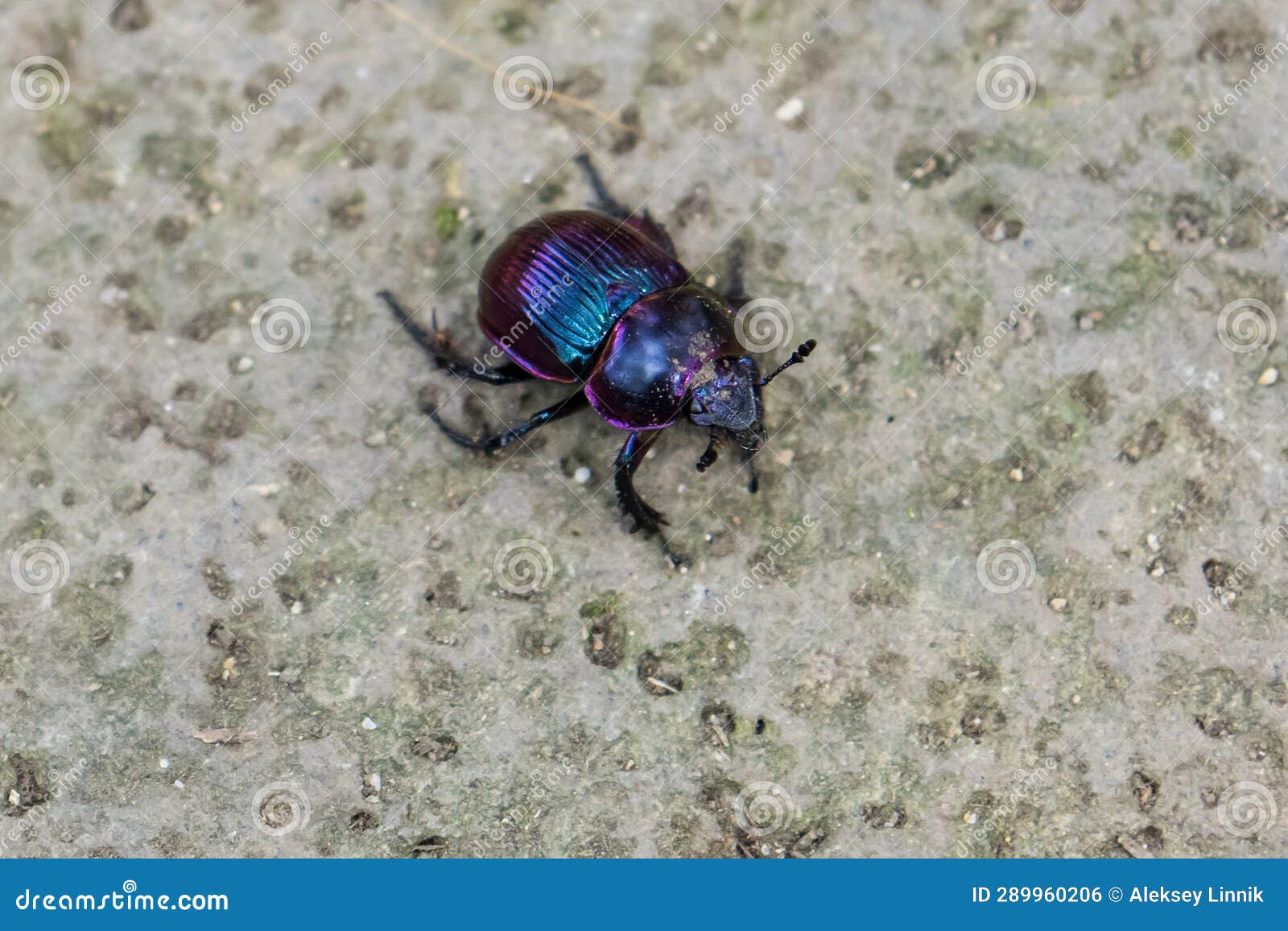 A Blue and Black Beetle on the Ground Stock Photo - Image of insect ...