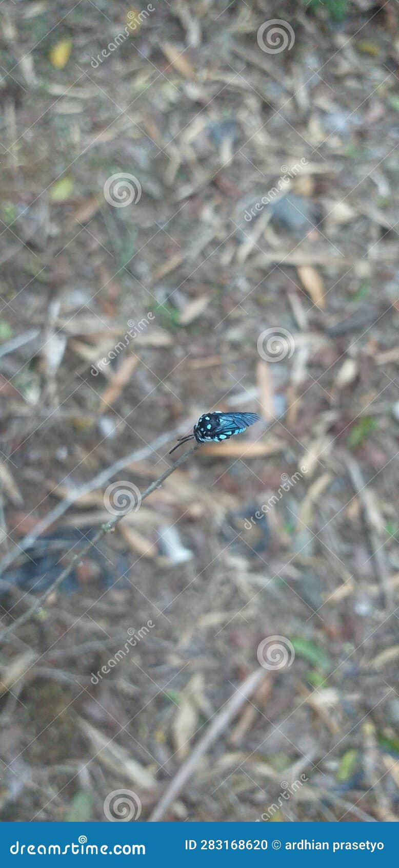Blue Black Color Insect in the Branch Stock Photo - Image of arthropod ...